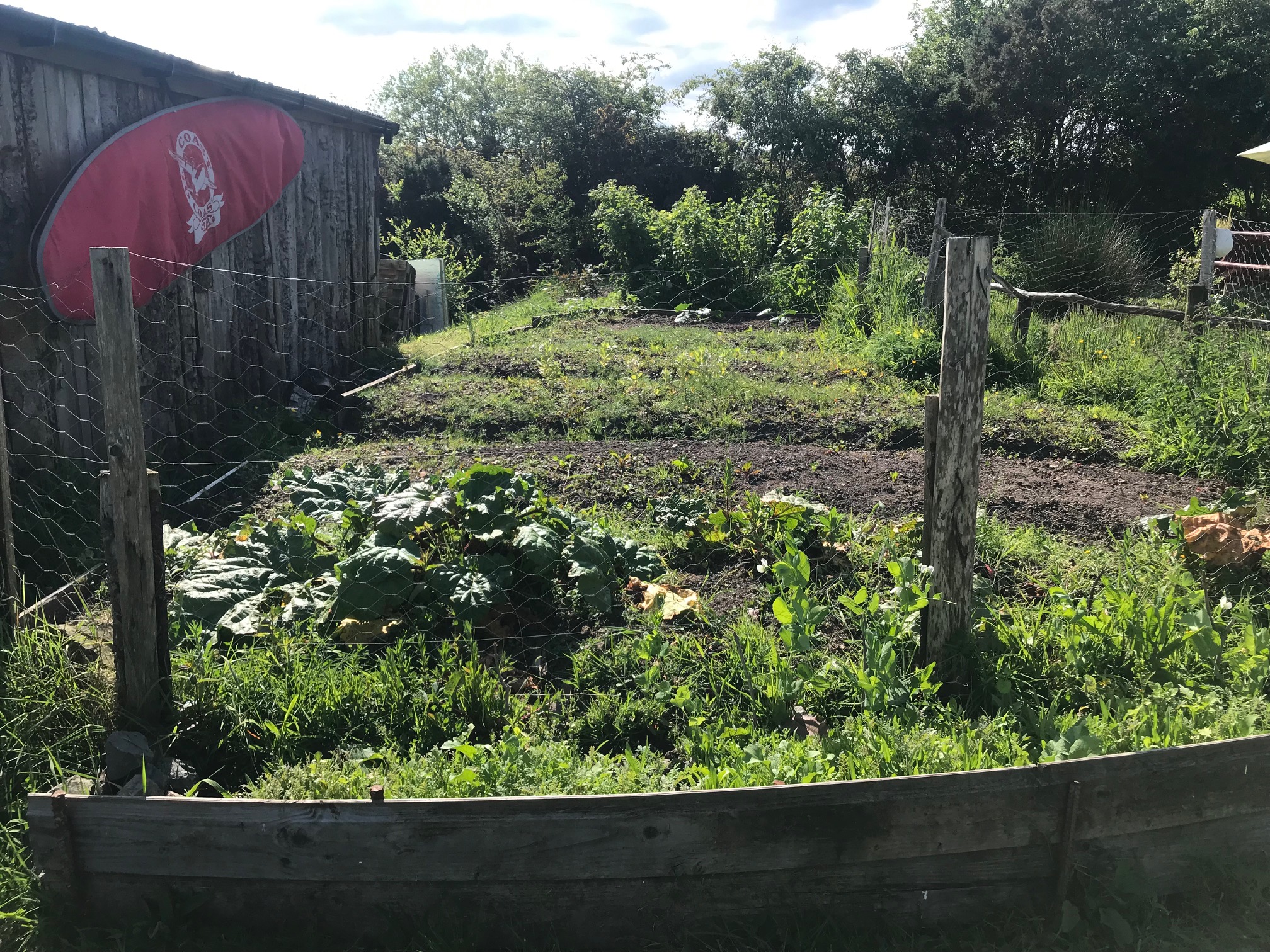 Our Polytunnel and Garden in May - The Wild Cherry Farm