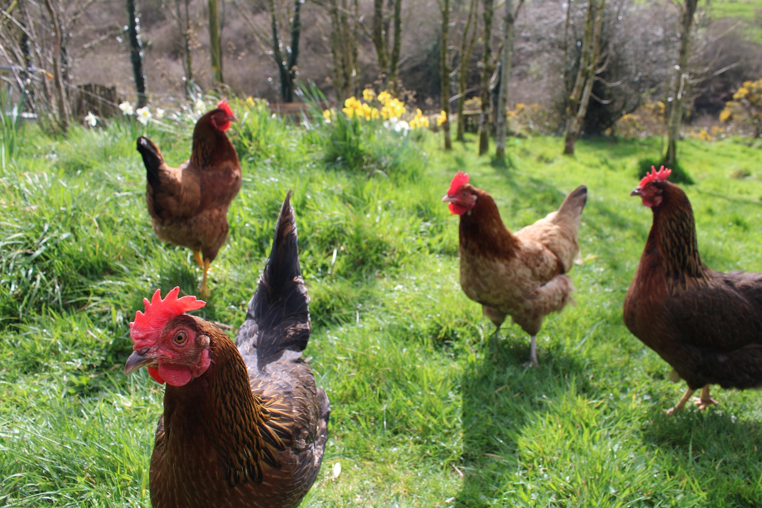 The Dance of Intuition and Planning - The Wild Cherry Farm